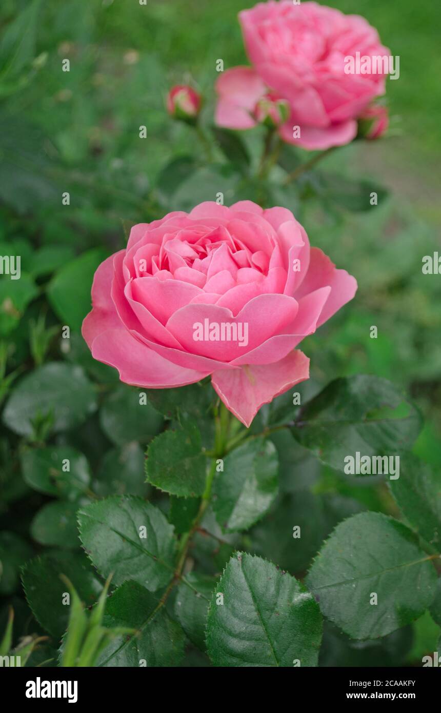 Coral rose flowers in roses garden. Pink coral blooming roses Stock ...