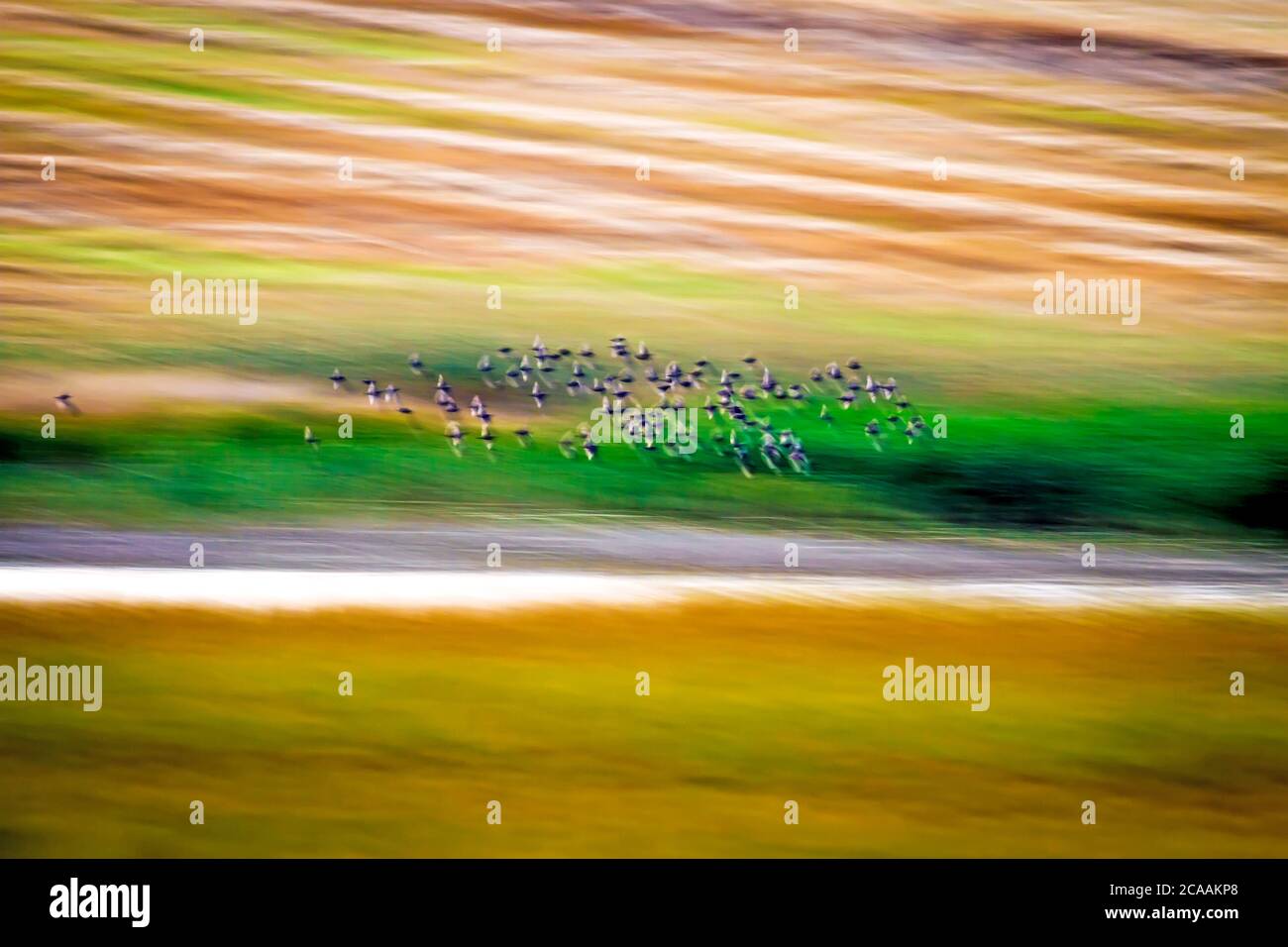 Flying birds. Motion blur background. Abstract nature photography Stock ...