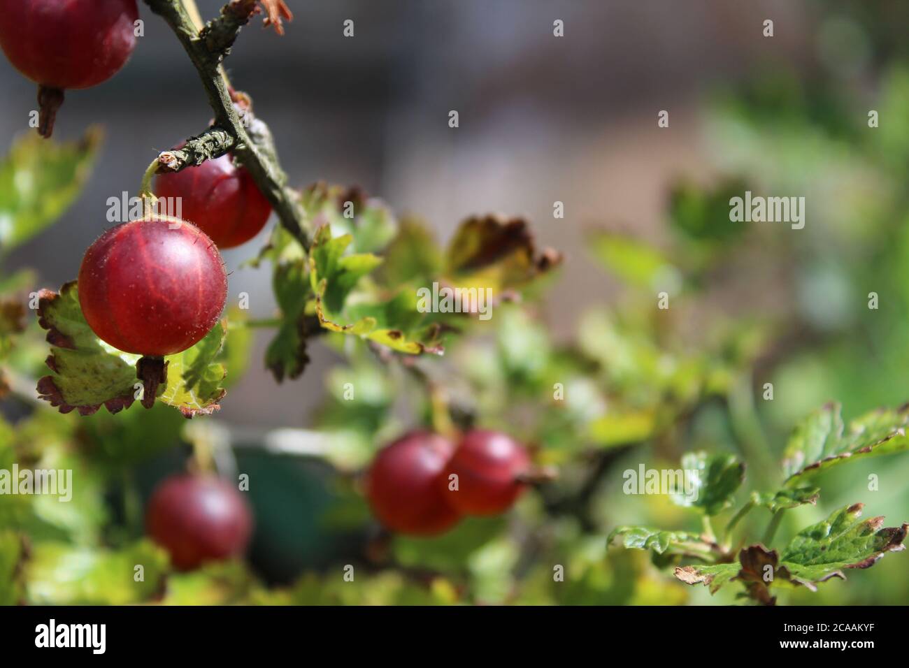 gooseberry berries close up side view grow on a Bush gardening Stock ...