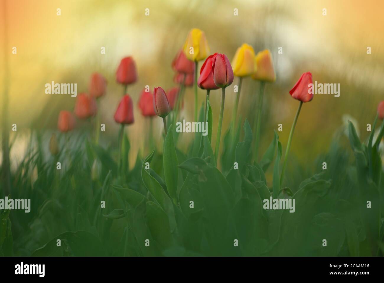 Mix of spring tulips flowers. Mixed color tulips in garden. Landscape ...