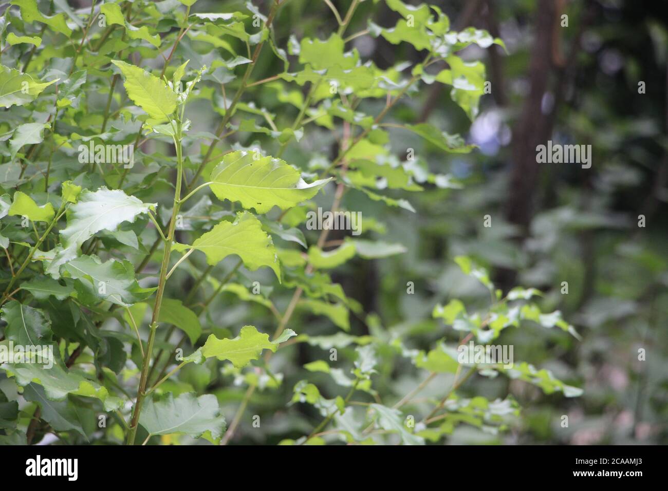 Tree bright new leaves hi-res stock photography and images - Alamy