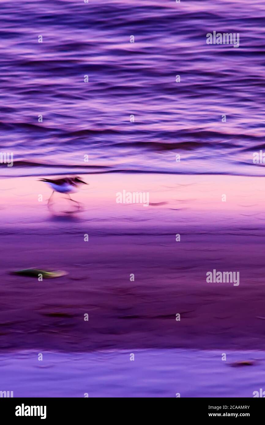Nature and birds. Abstract nature. Motion blur Background. Blue purple ...