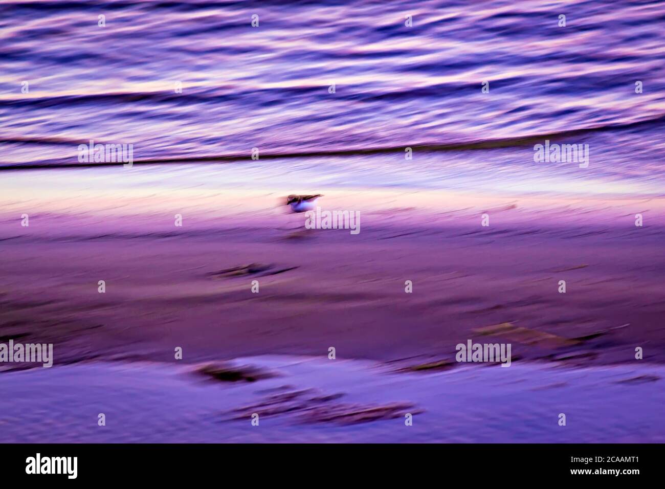 Nature and birds. Abstract nature. Motion blur Background. Blue purple ...