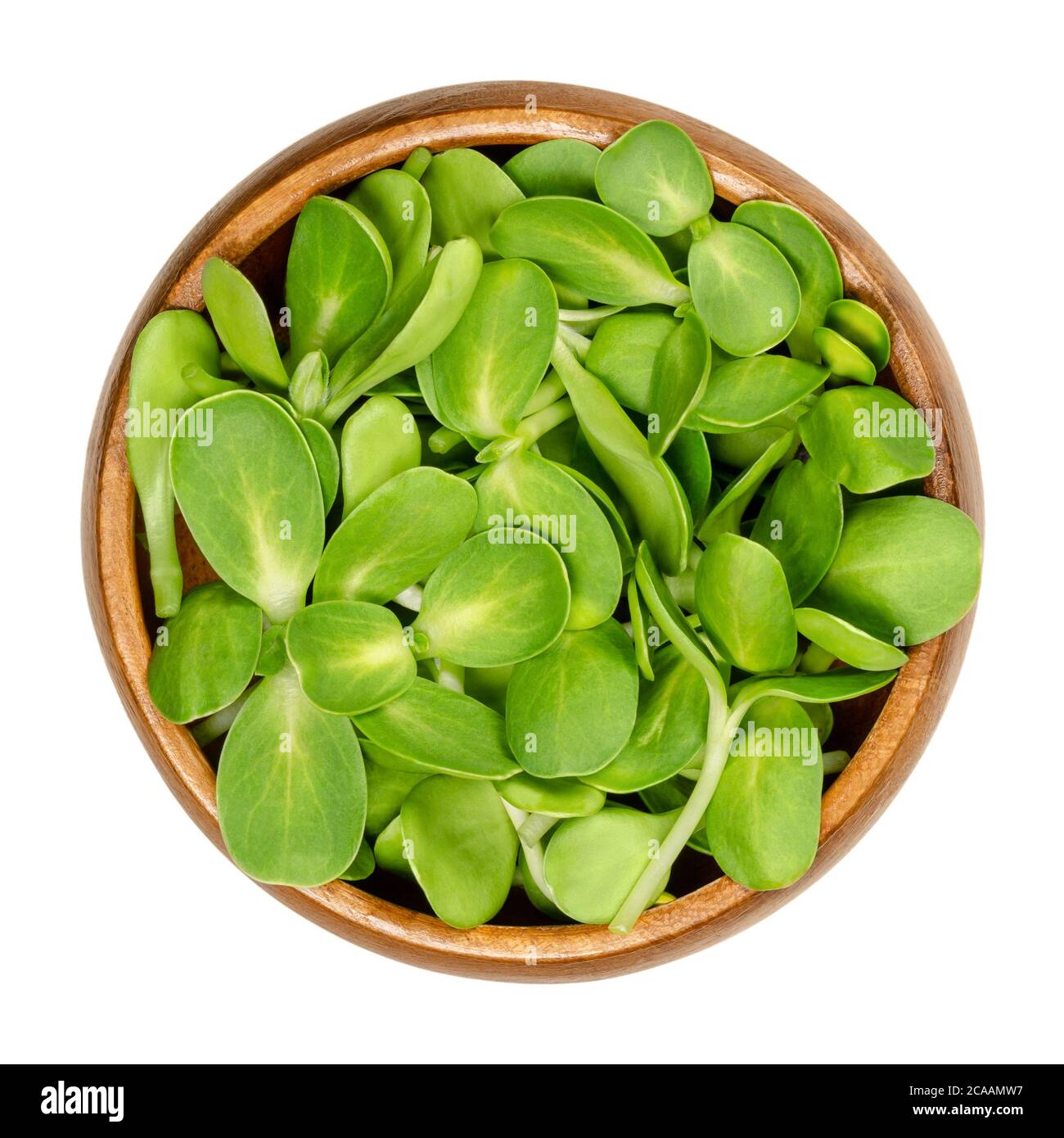 Sunflower seedlings hi-res stock photography and images - Alamy