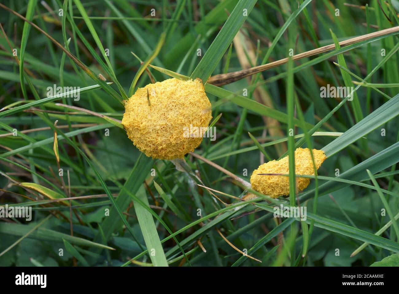 Dog vomit slime mold (Fuligo septica). Called Scrambled egg slime and ...