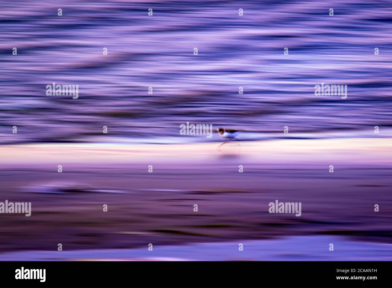 Nature and birds. Abstract nature. Motion blur Background. Blue purple ...