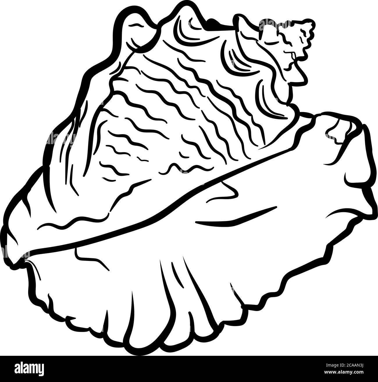 Angular murex Stock Vector Images - Alamy