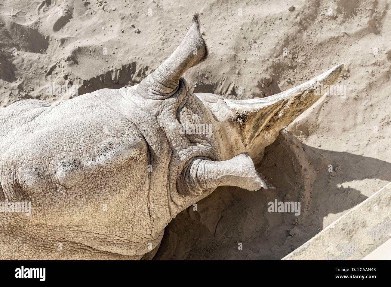 Giant Rhino High Resolution Stock Photography and Images - Alamy
