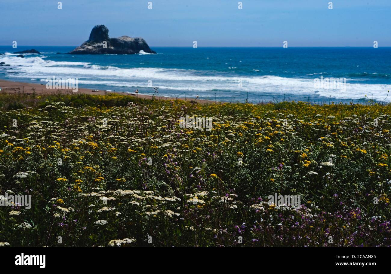 Splendor of California central coast line with wild flowers where the ...
