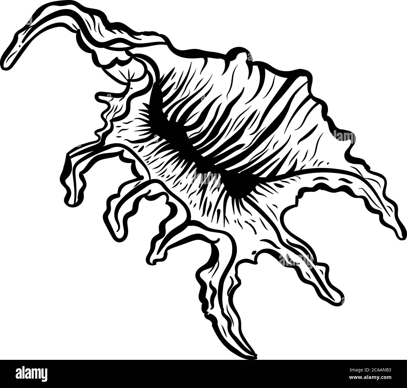 Angular murex seashell hand drawn illustration Stock Vector Image & Art ...