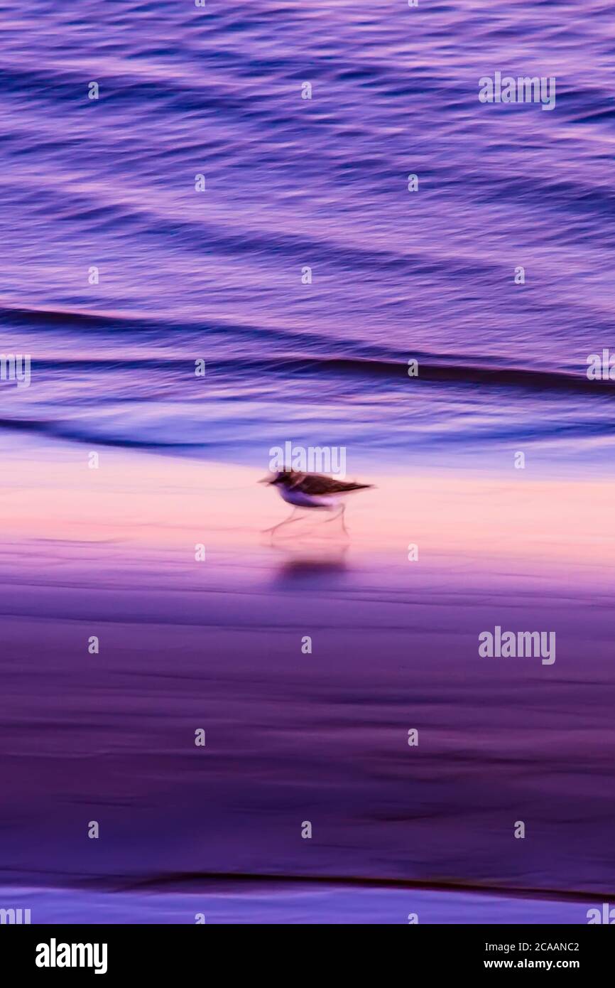 Nature and birds. Abstract nature. Motion blur Background. Blue purple ...
