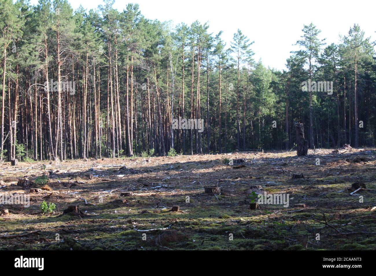 forest forest landscape high pines in straight rows behind the trees ...