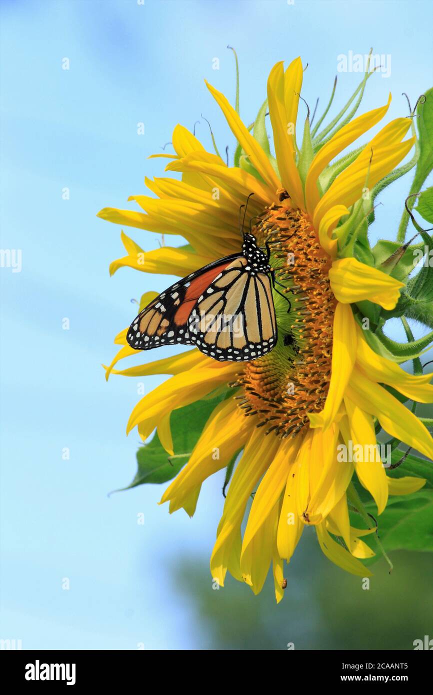 Monarch Butterflies On Sunflowers