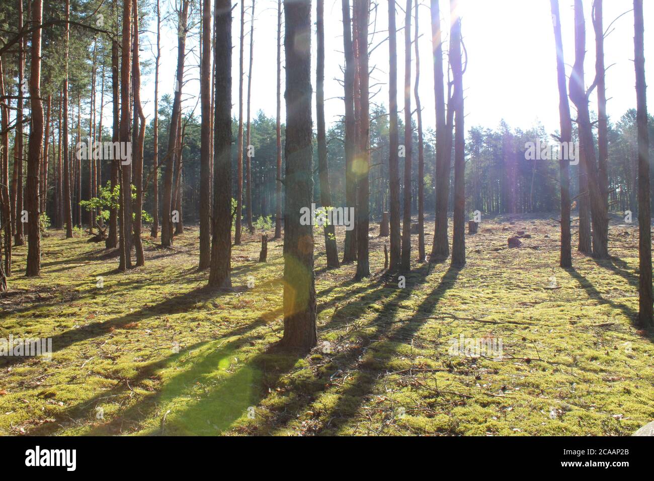 Tall straight pine trees in hi-res stock photography and images - Alamy