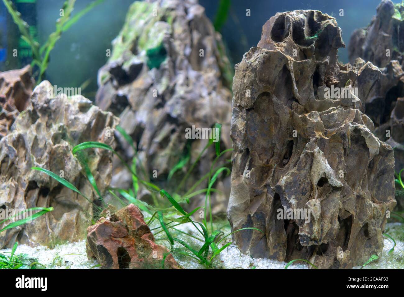 Neon tetra fish hi-res stock photography and images - Alamy