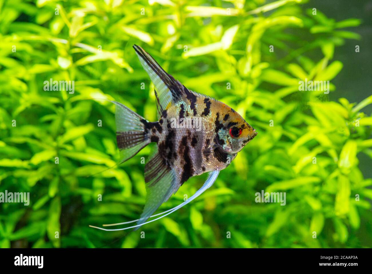 Angel fish aquarium hi-res stock photography and images - Alamy