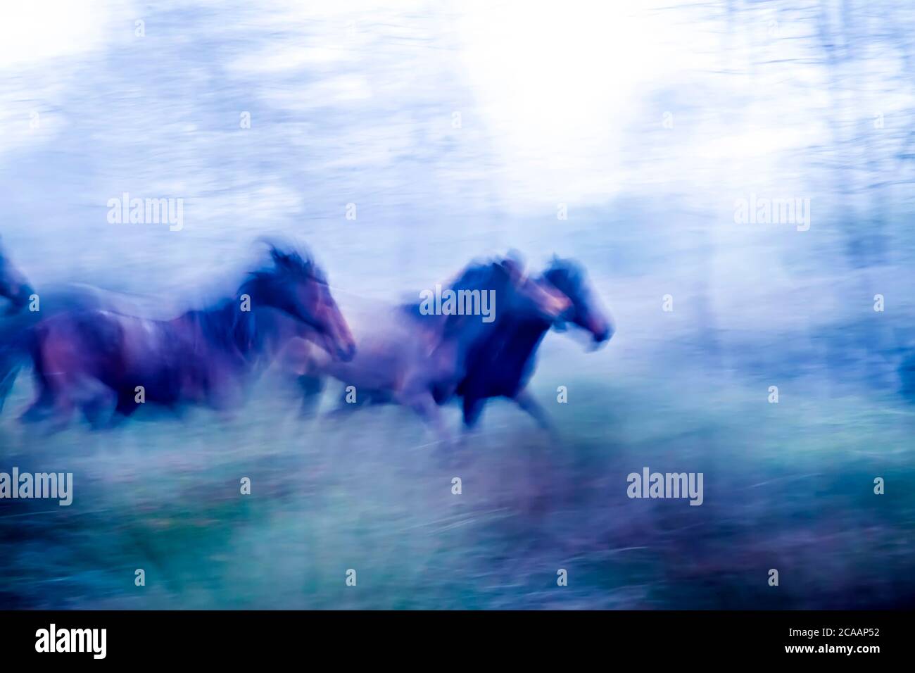 Running wild horses. Motion blur background. Abstract nature and ...