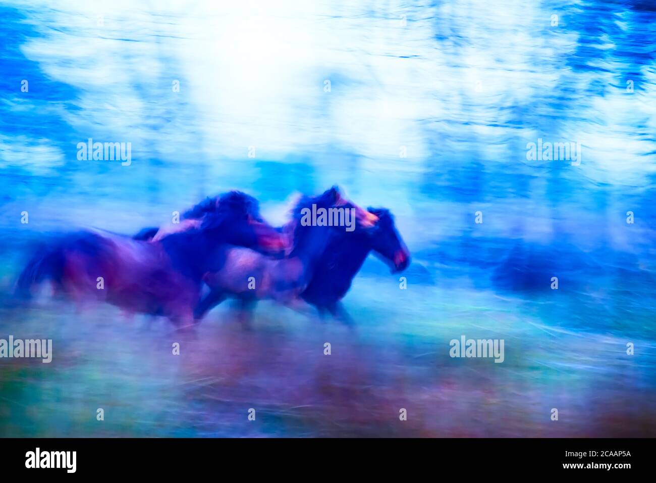 Blurred background herd wild horses hi-res stock photography and images ...
