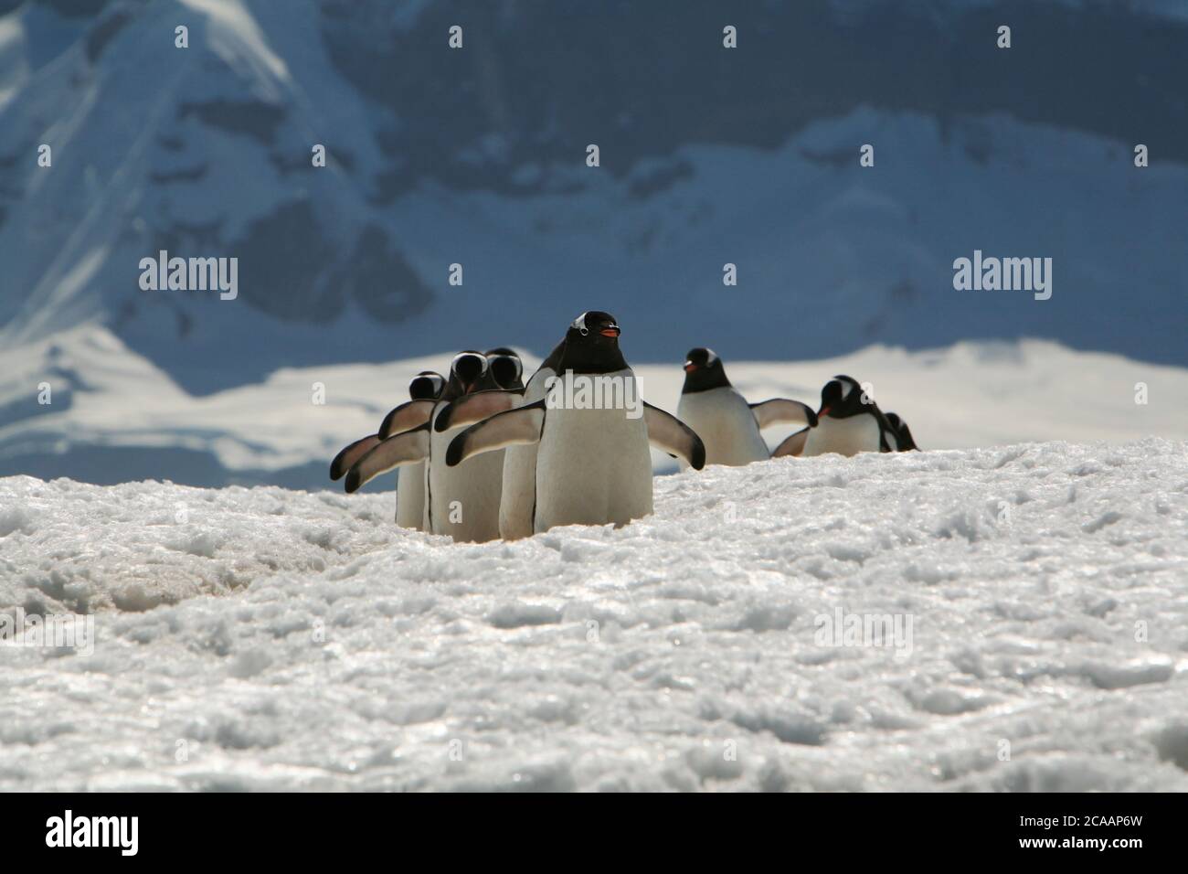 A group of long-tailed Gentoo Penguins (Pygoscelis papua) walking along ...
