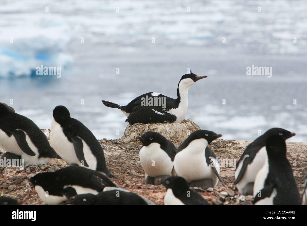 Blue-eyed shag nesting amidst an Adélie penguins colony in Antarctica ...
