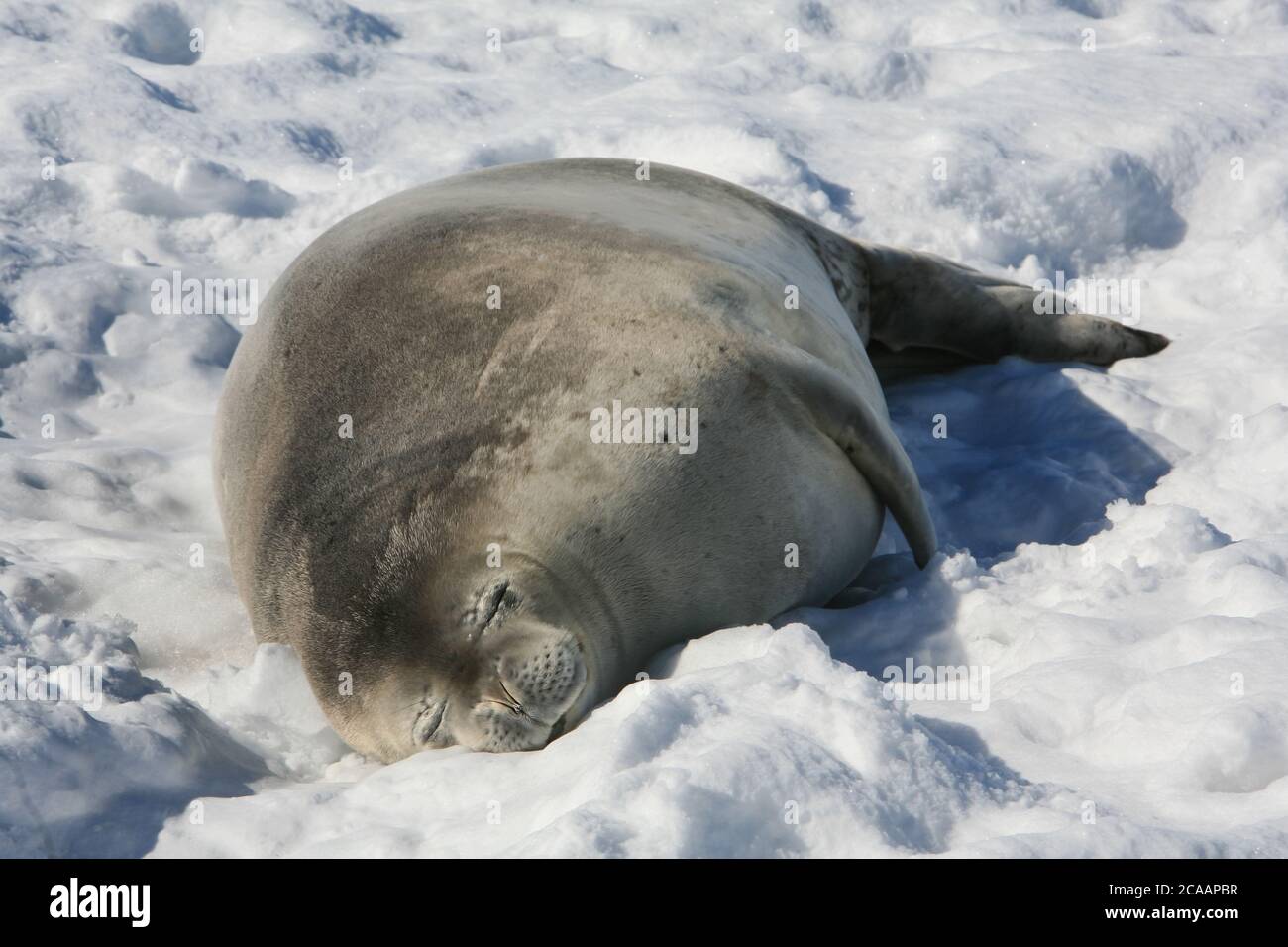 A Weddell seal (Leptonychotes weddellii), named after James Weddell, a ...