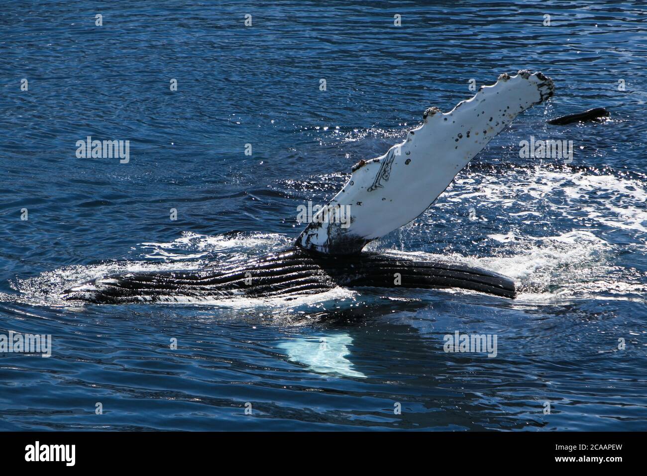 A humpback whale (Megaptera novaeangliae), one of the largest whales ...