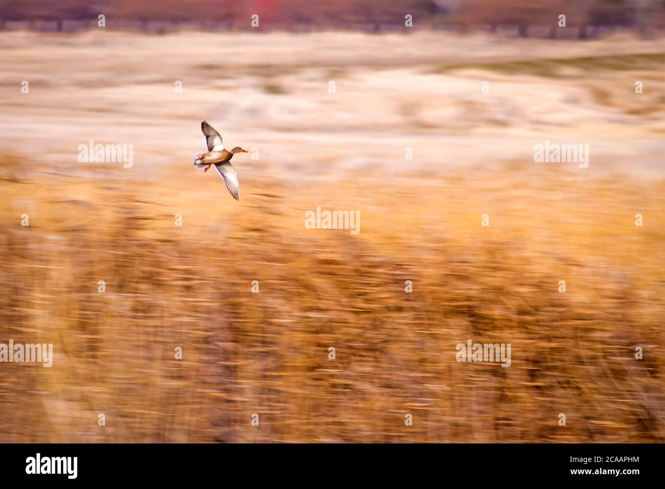 Flying birds. Motion blur background Stock Photo - Alamy