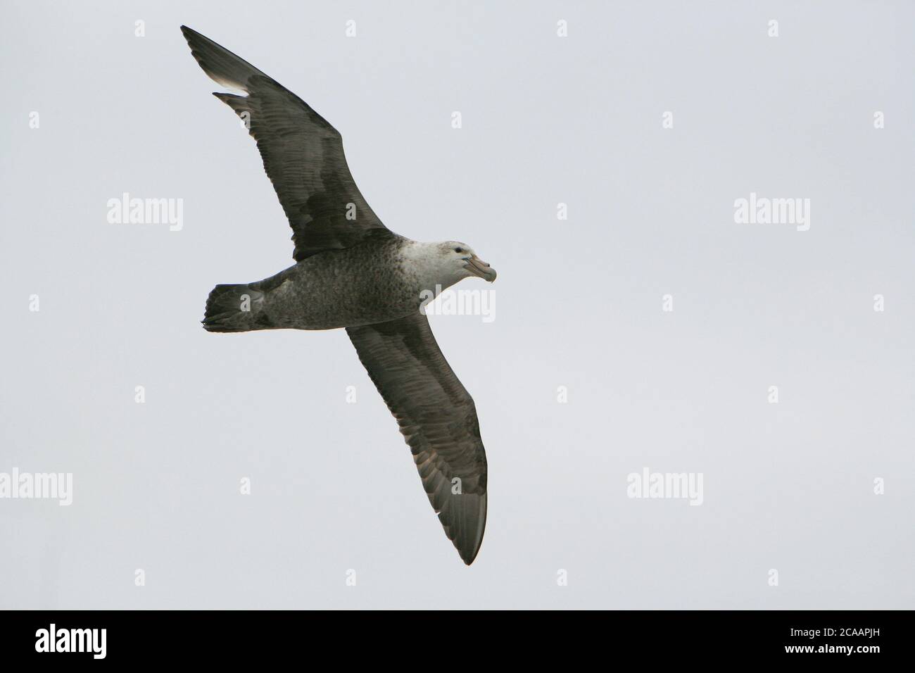 A southern giant petrel (Macronectes giganteus), also known as the ...