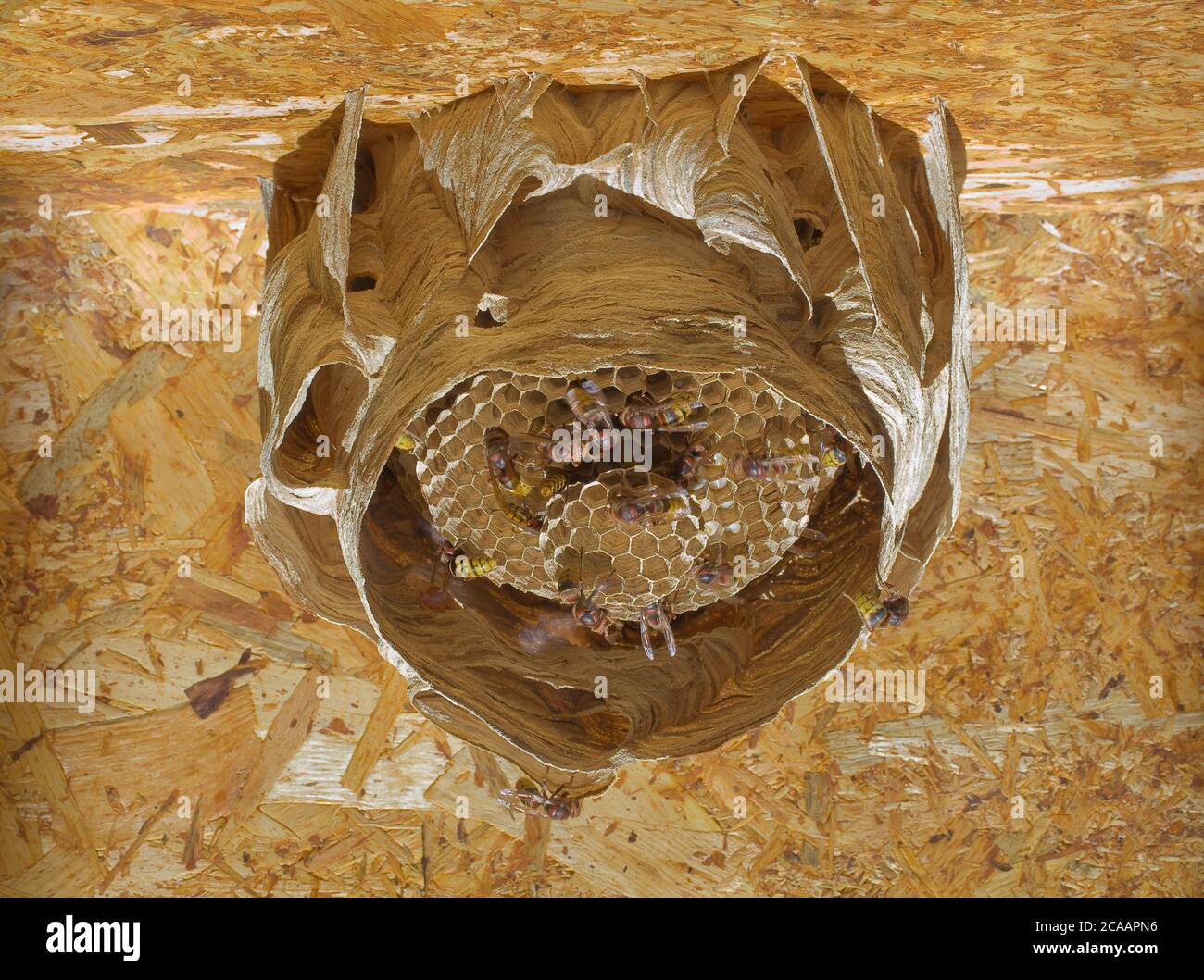 Honeycomb ceiling hi-res stock photography and images - Alamy
