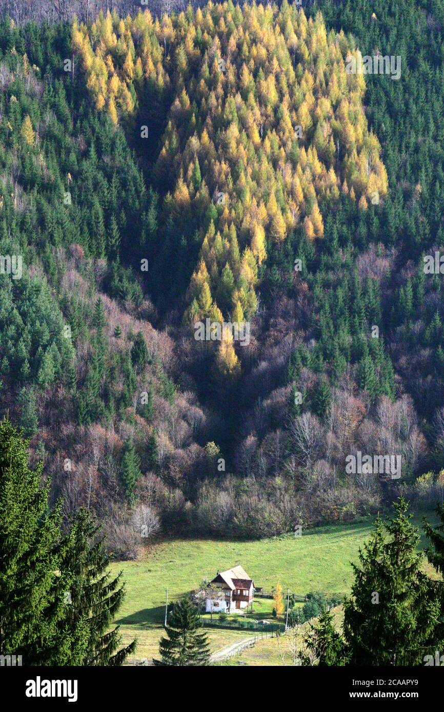 Pine tree forest in late autumn Stock Photo - Alamy