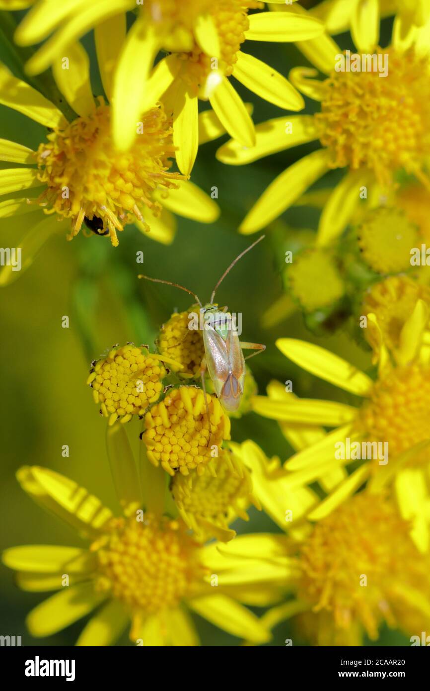 Flying beetle insect hi-res stock photography and images - Alamy