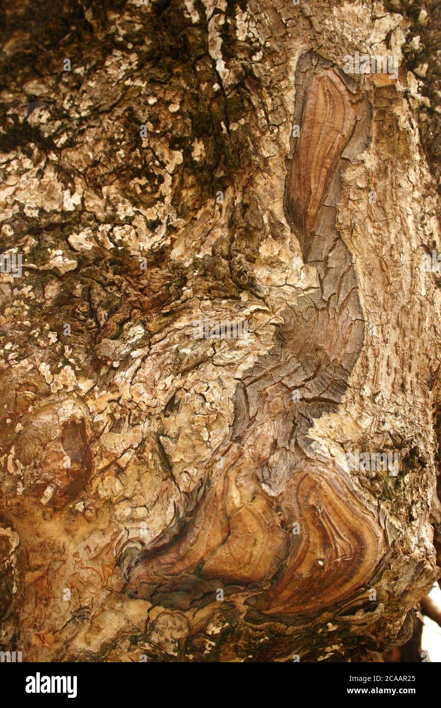 Wood with knotholes hi-res stock photography and images - Alamy