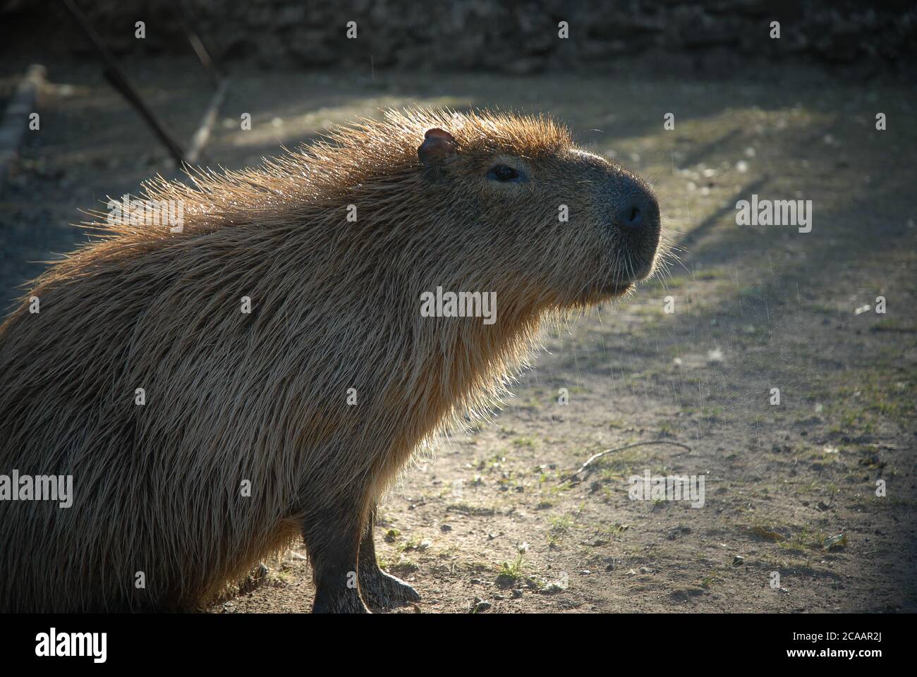 Capybara, the largest rodent in the world, in a park Stock Photo - Alamy