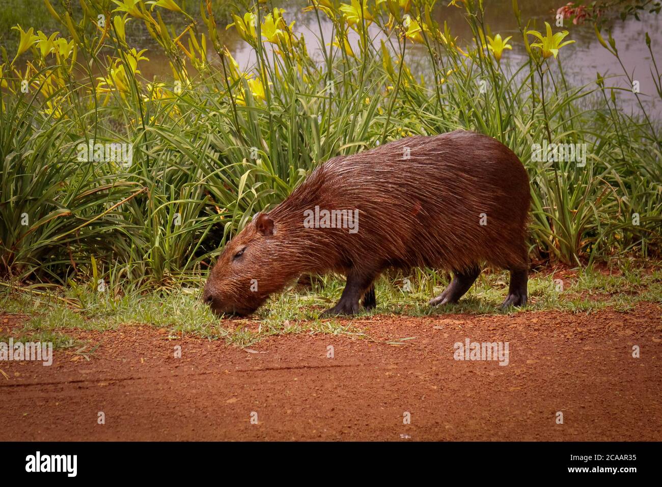 Closeup of a Capybara the largest rodent in the world with flowers on ...