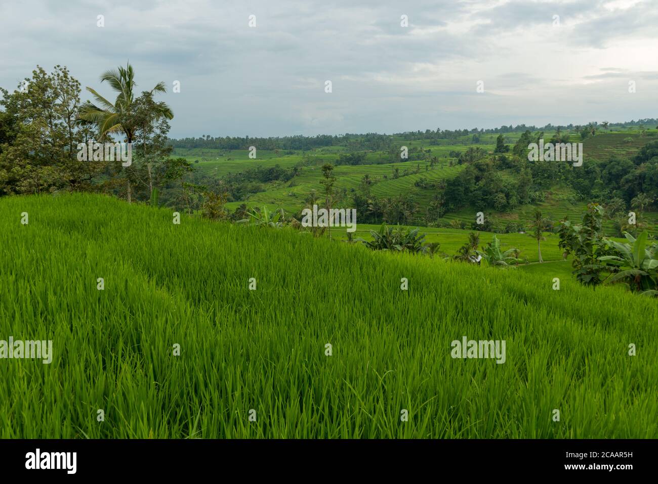 Rice paddies at Bali Stock Photo - Alamy