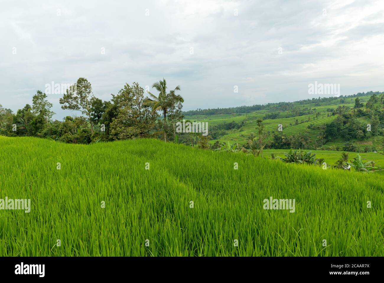 Rice paddies at Bali Stock Photo - Alamy