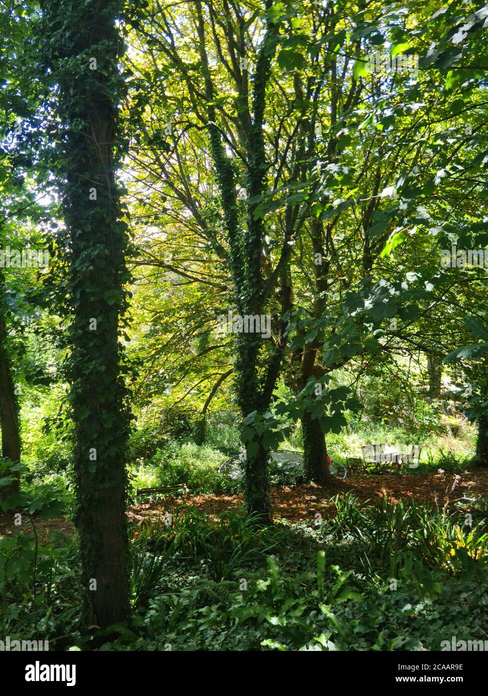 Green Woodland Landscape and Trees, Guernsey Channel Islands Stock ...