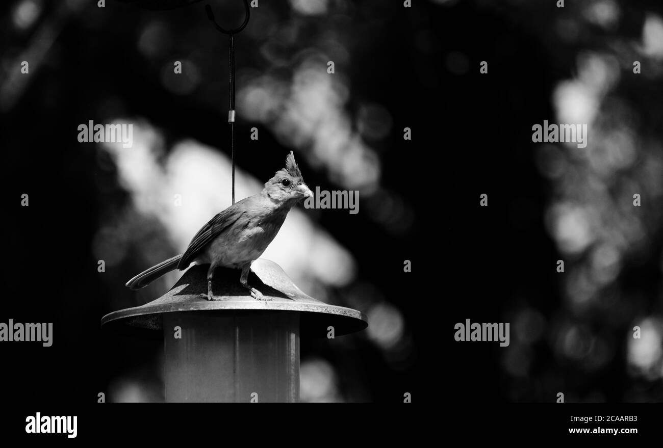 Cardinal bird Black and White Stock Photos & Images - Alamy