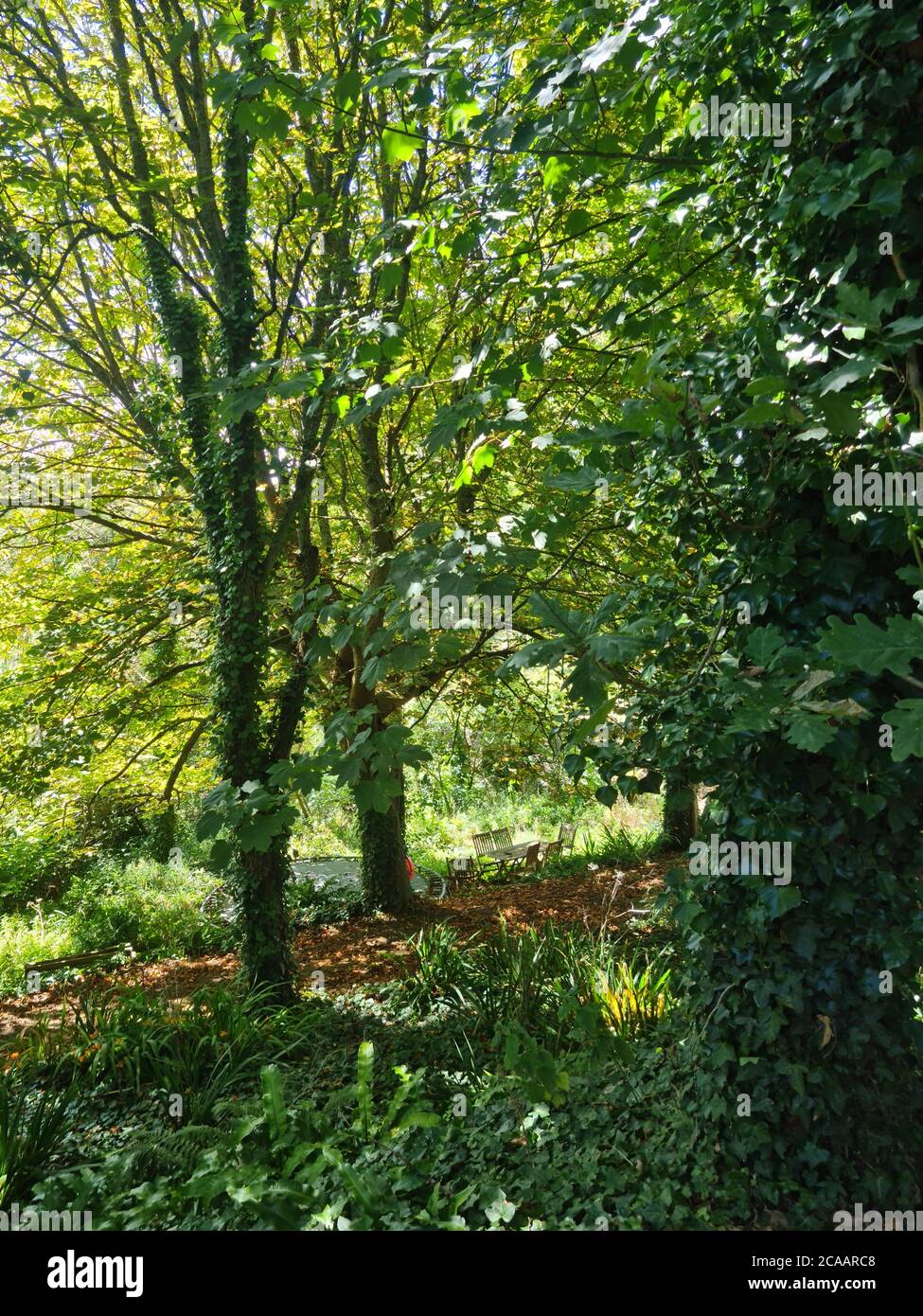 Green Woodland Landscape and Trees, Guernsey Channel Islands Stock ...