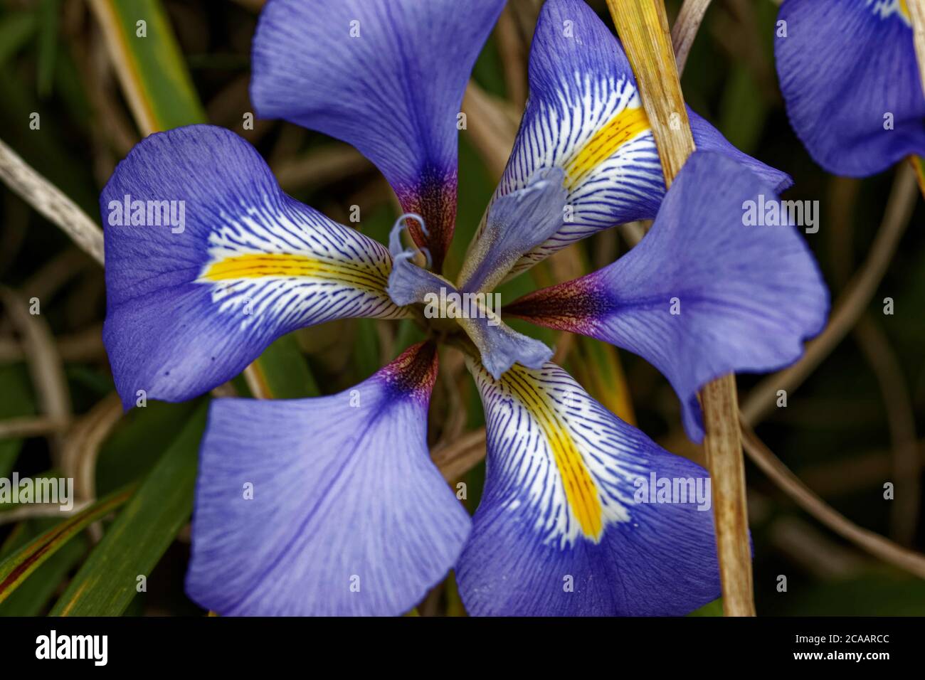 Iris is a genus of 260–300 species of flowering plants with showy ...