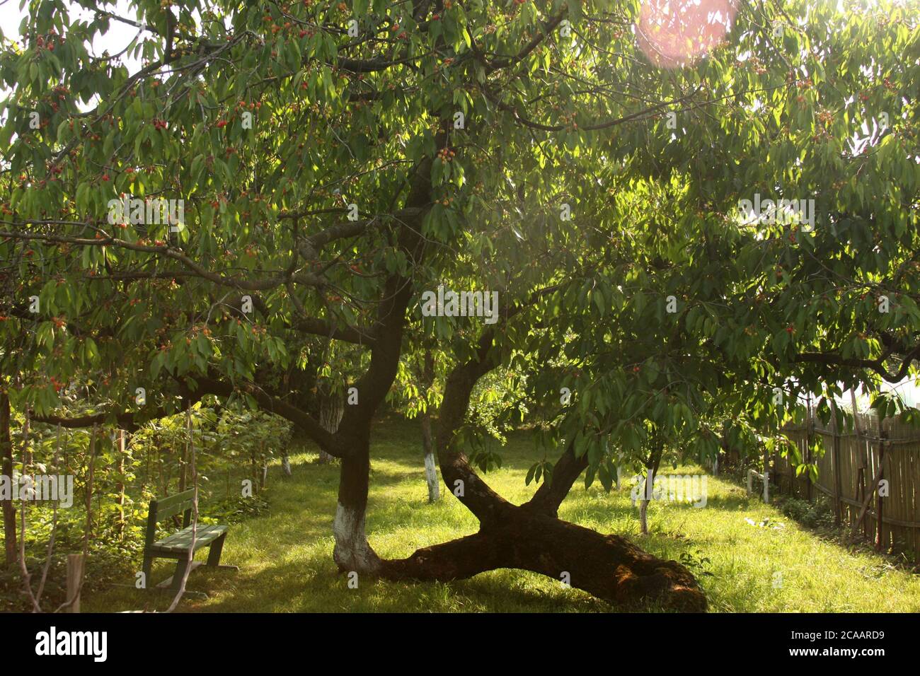 Oddly shaped cherry tree in a private yard Stock Photo - Alamy