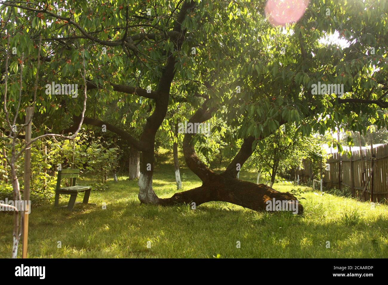 Odd shaped tree trunk hi-res stock photography and images - Alamy