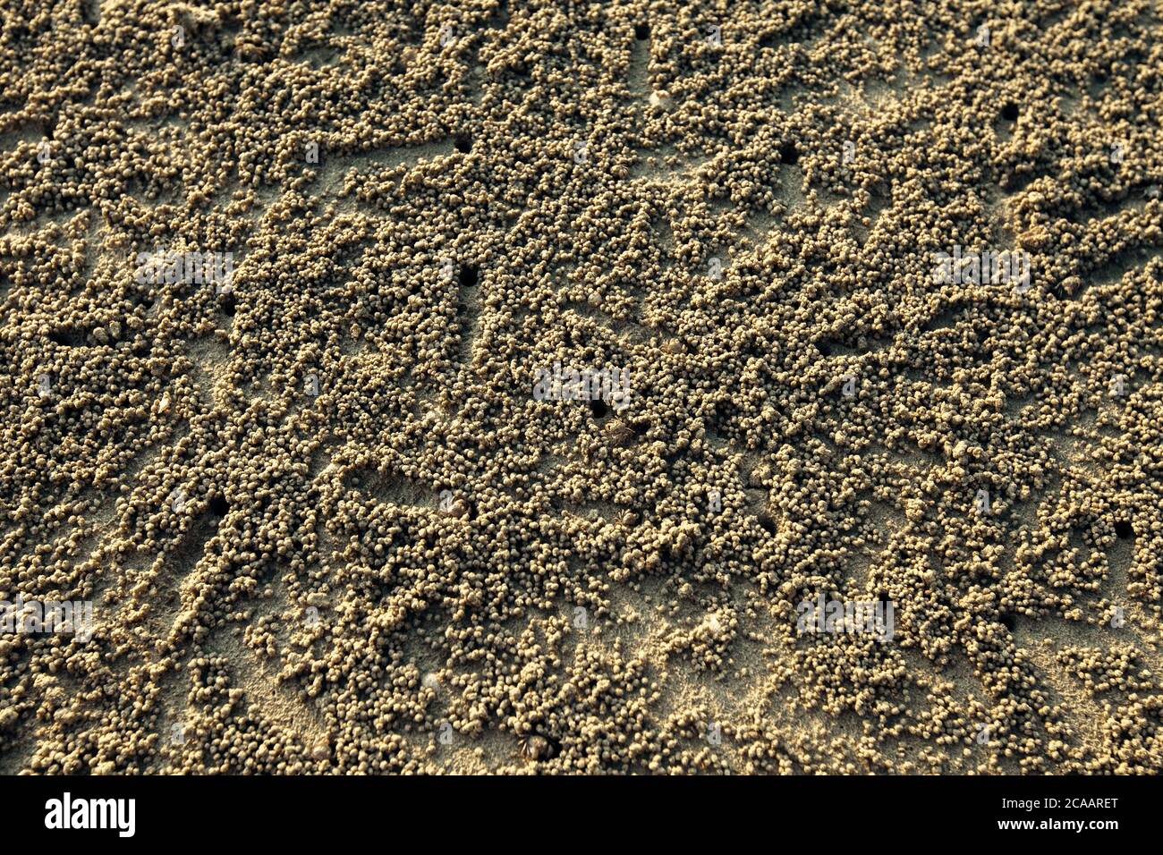 Sand beach close-up texture covered with traces of the crabs Stock ...