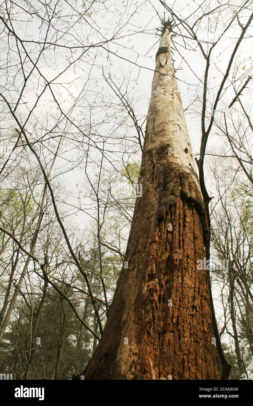 Species of tall tree hi-res stock photography and images - Alamy