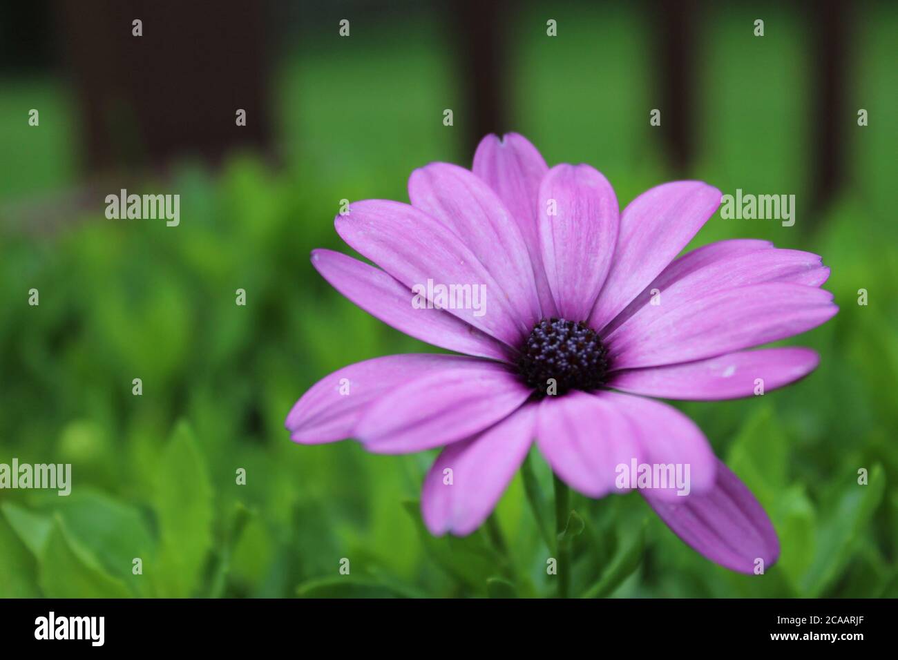 A purple flower facing upwards Stock Photo - Alamy