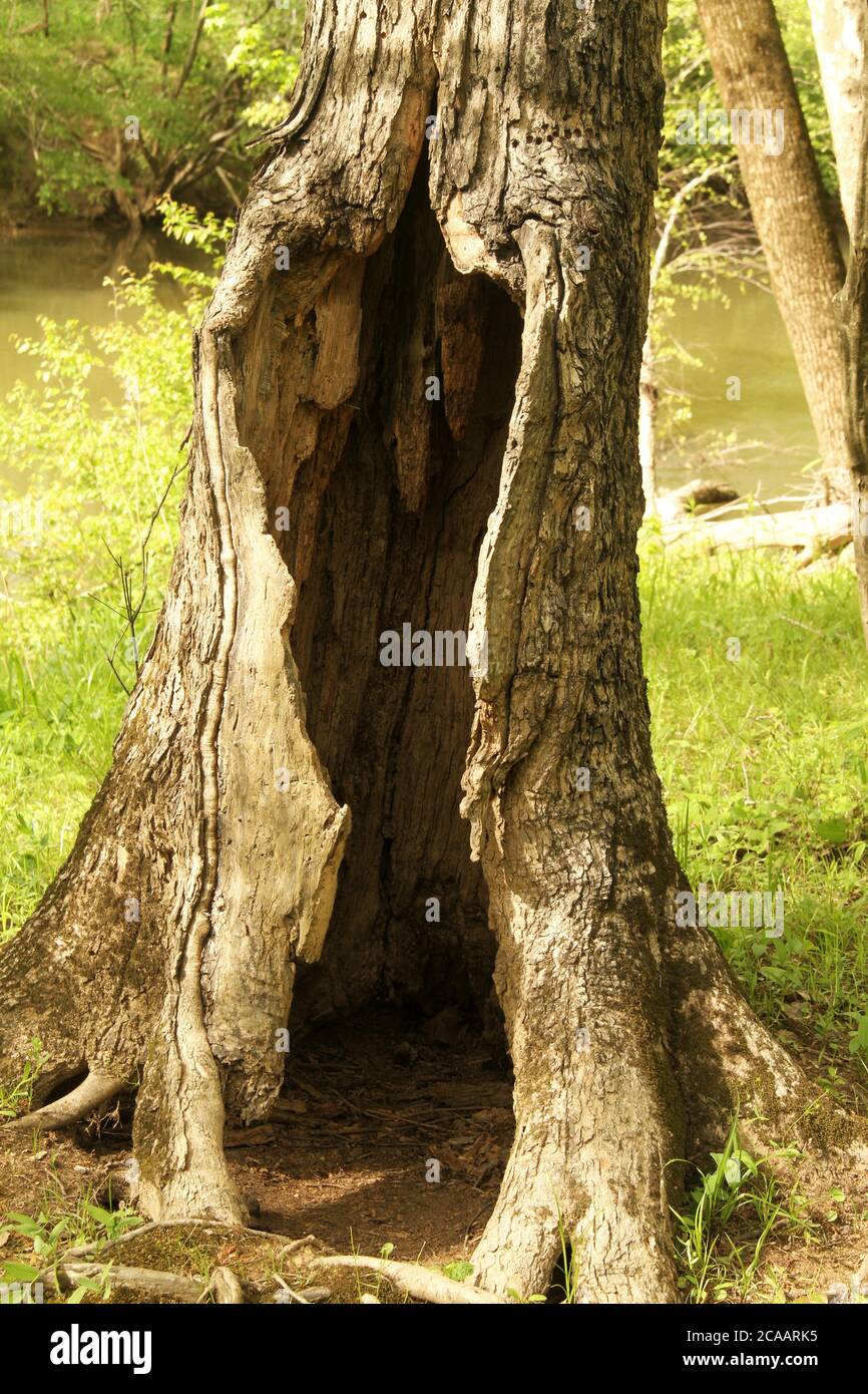Corky tree hi-res stock photography and images - Alamy
