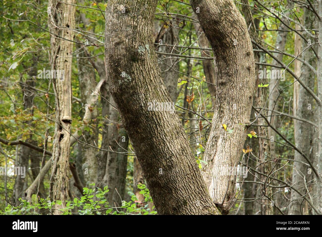 Split and curved tree trunks Stock Photo - Alamy