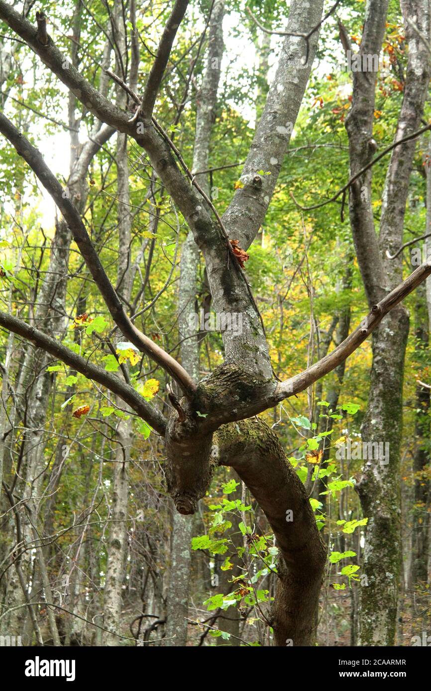 Oddly shaped tree into the woods Stock Photo - Alamy
