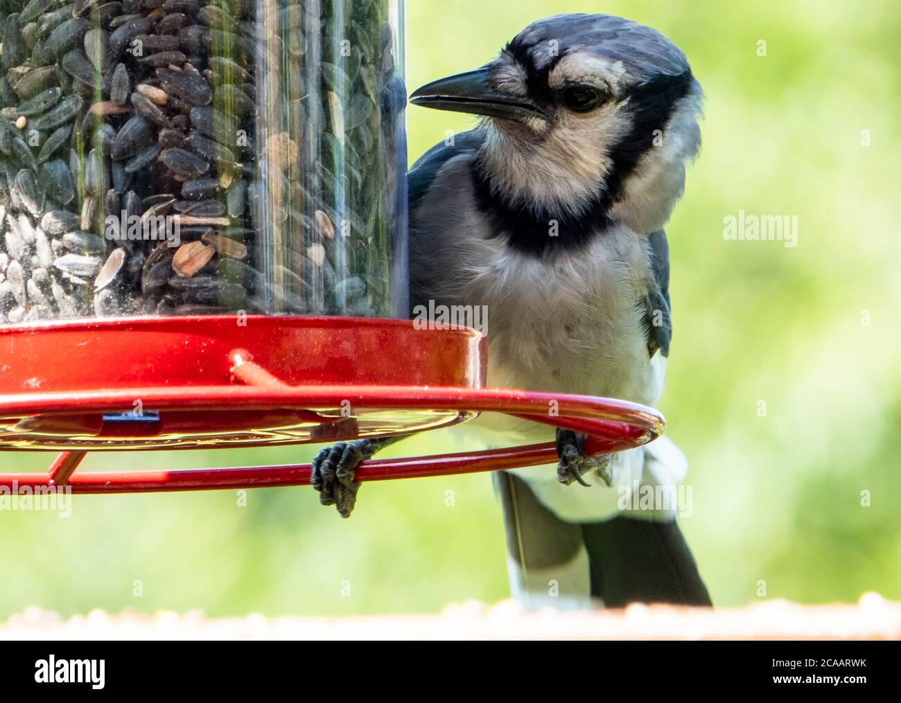 Blue bird in shade Stock Photo - Alamy