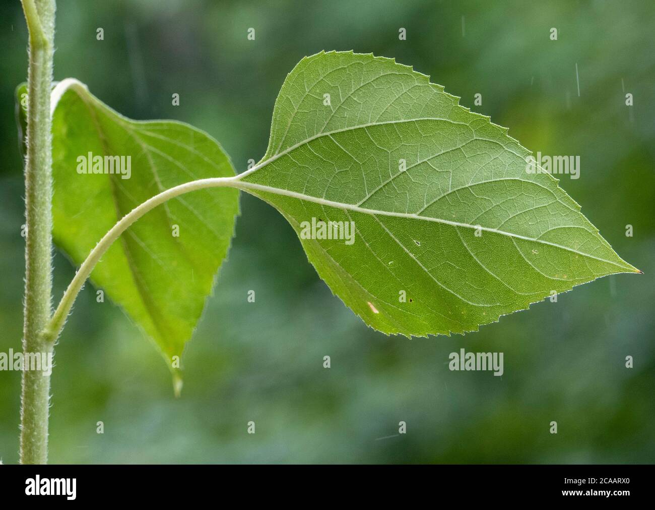 Back of the leaf Stock Photo - Alamy